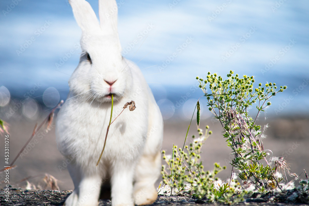 cute rabbit, face close-up, background Stock Photo | Adobe Stock
