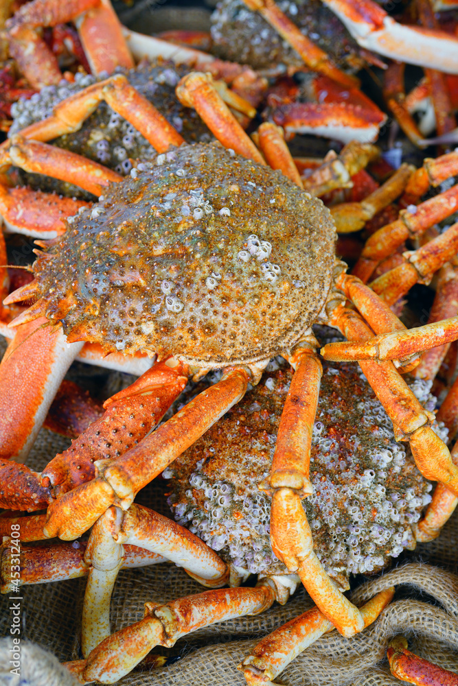 Sea spider crab for sale at a French seafood market in Brittany foto de ...