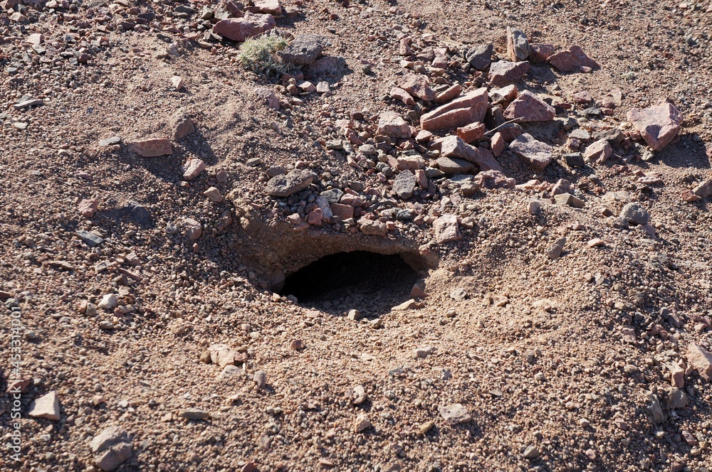 Hole in the ground that is a home for Egyptian Mastigure lizard Stock ...