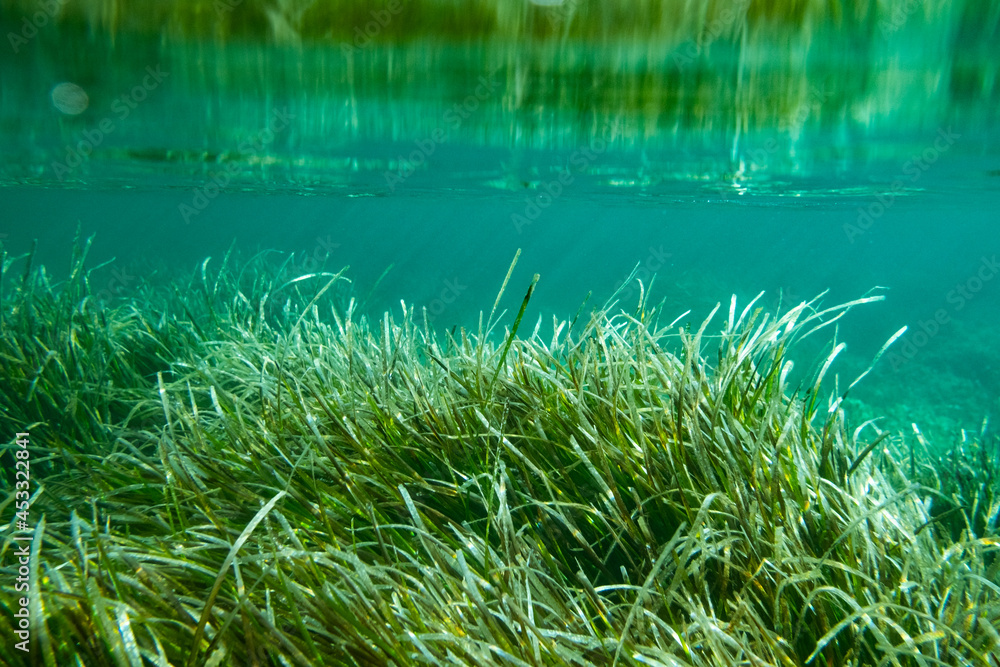 Underwater Posidonia Oceanica seagrass seen in the mediterranean sea ...