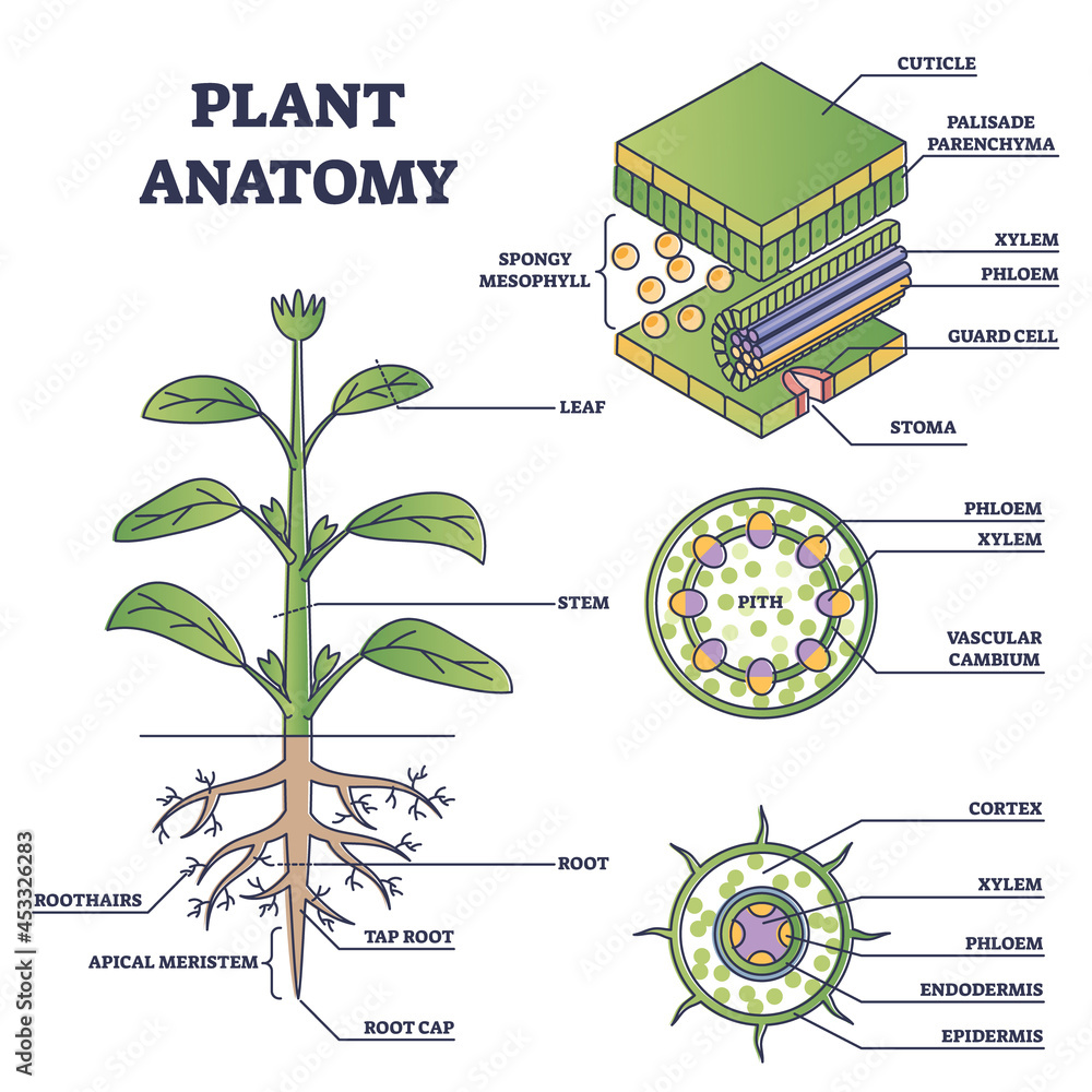 Plant Anatomy With Structure And Internal Side View Parts Outline