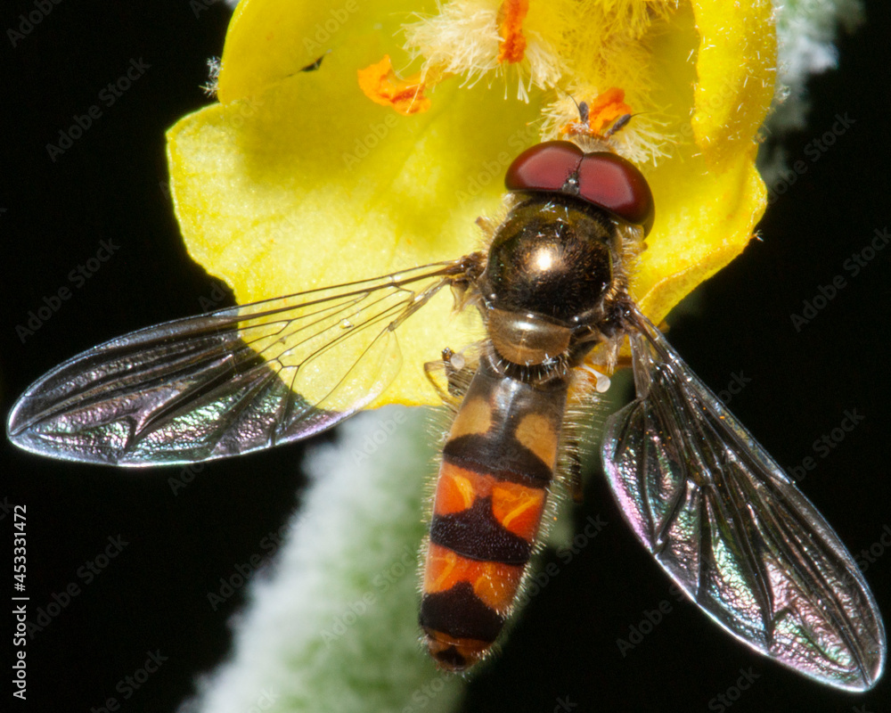 guêpe les ailes ouvertes sur une fleur Stock Photo | Adobe Stock