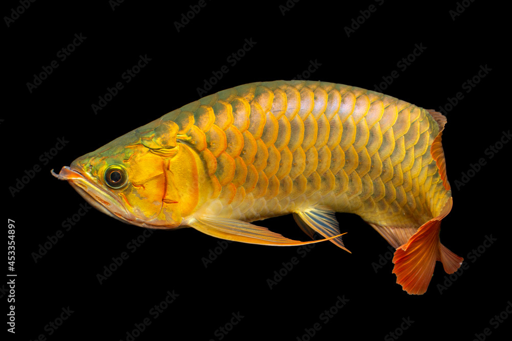 Gold Arowana Fish