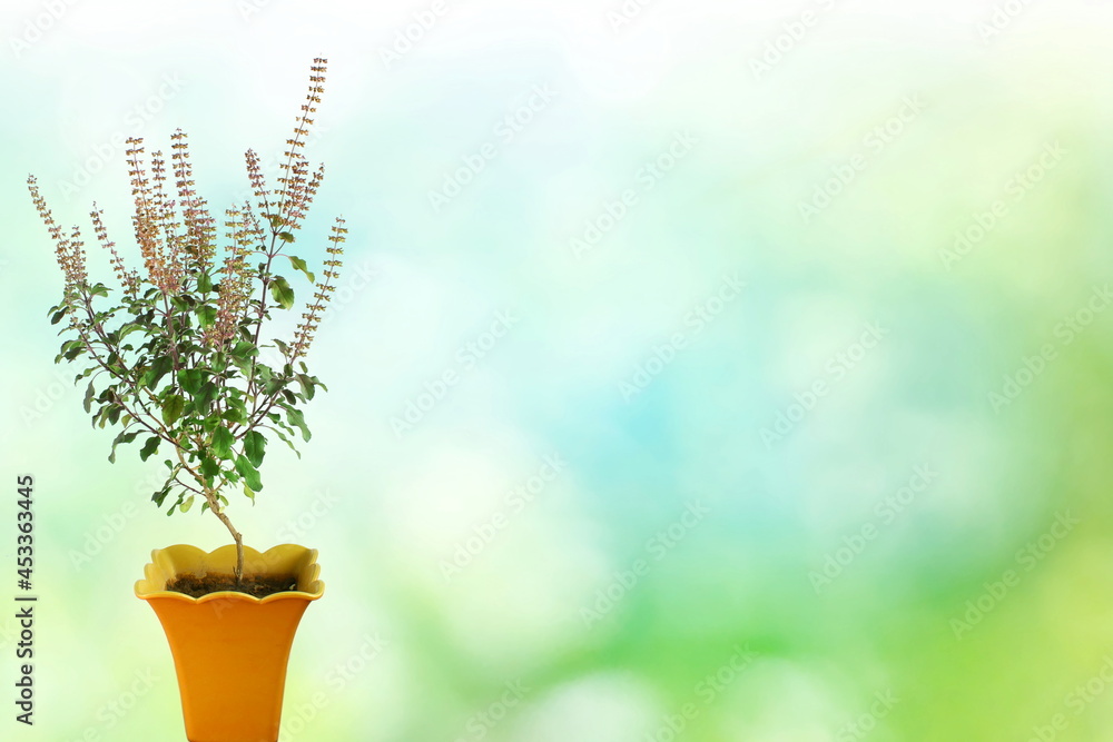 Medicinal green tulsi or holy basil black krishna tulsi indian herb in ...