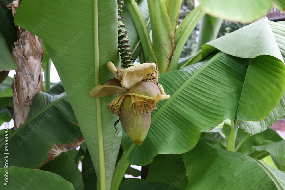 Banana flower foliage - cluster of the future fruits of a banana during ...