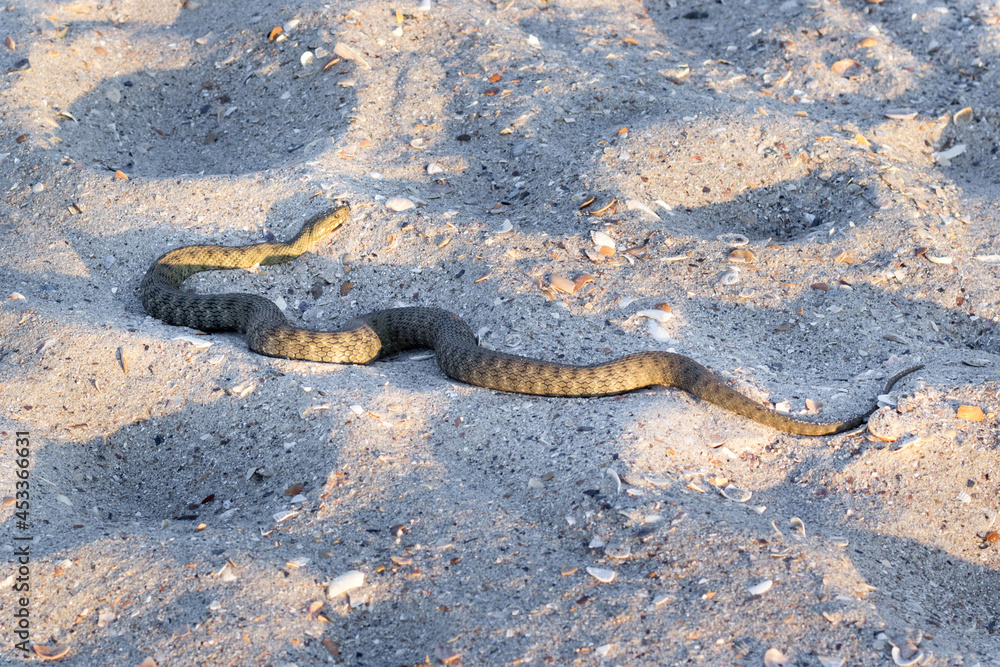Dangerous poisonous amphibian snake viper Vipera Renardi on beach sands ...