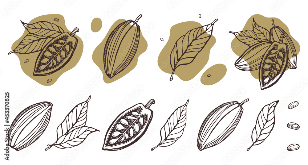 Cocoa set. Hand-drawn vector Cacao beans, leaves. Doodle Outline ...