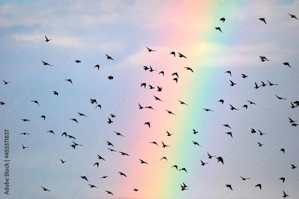 Flying birds and Rainbow. Blue sky background. Stock Photo | Adobe Stock