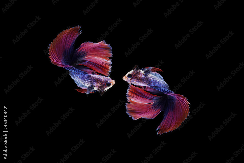 A betta fish is a small, freshwater fish that is brightly colored, has ...