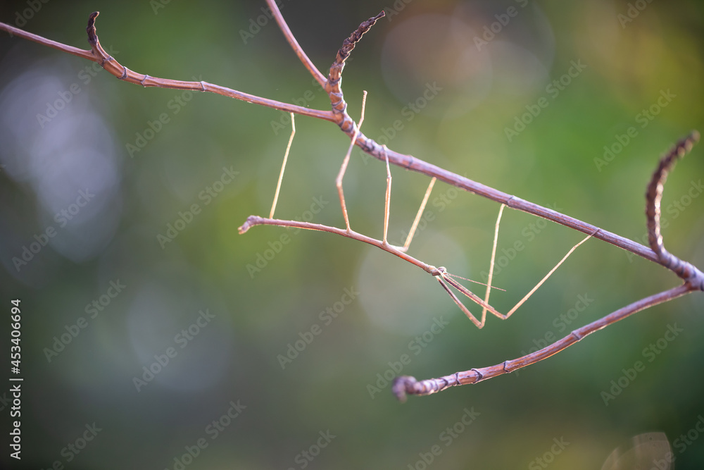 Walking stick insect or Phasmids (Phasmatodea or Phasmatoptera) also ...