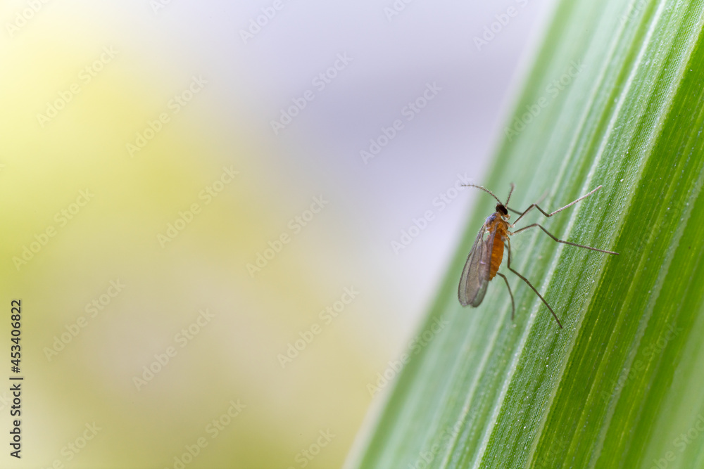 Orseolia oryzae, also called the Asian rice gall midge on green rice ...