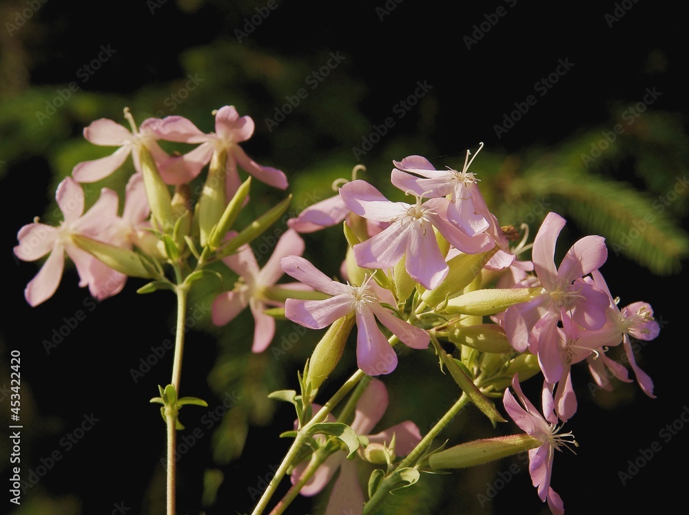pink flowers of soapwort-Saponaria officinalis plant close up Stock ...