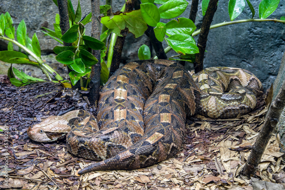 Foto de The Gaboon viper (Bitis gabonica) is a viper species found in ...