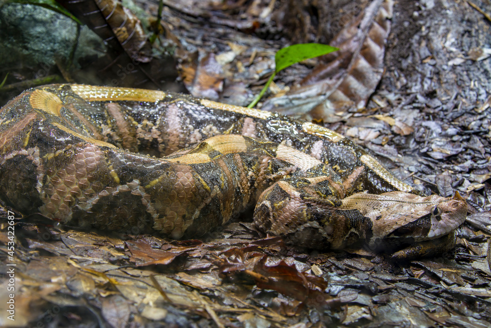 Foto de The Gaboon viper (Bitis gabonica) is a viper species found in ...