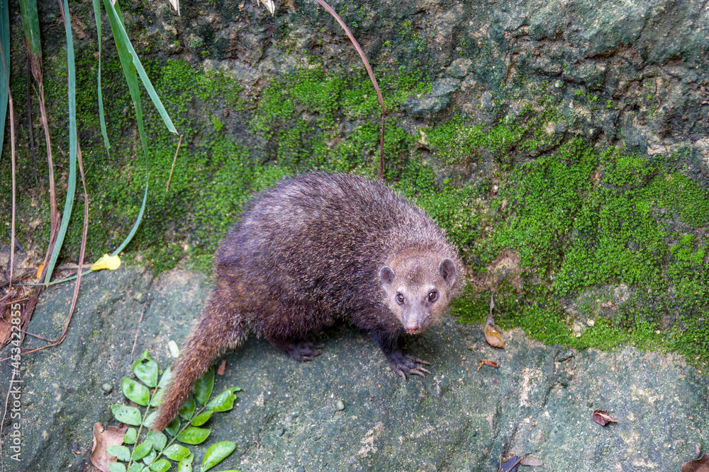 The common kusimanse (Crossarchus obscurus) is a small, diurnal ...