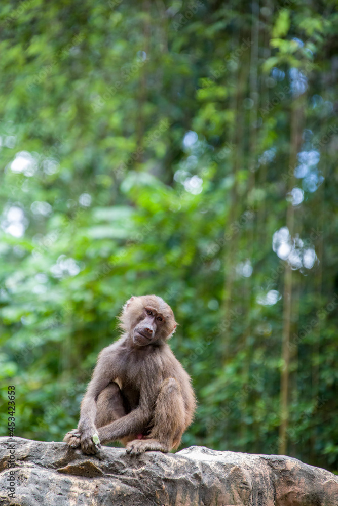 A young Hamadryas baboon (Papio hamadryas) is sitting on the rock. It ...