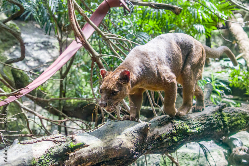 The fossa (Cryptoprocta ferox) is walking on the tree. A cat-like, the ...