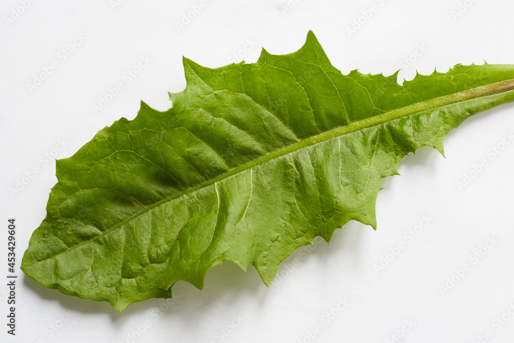 Dandelion Leaf