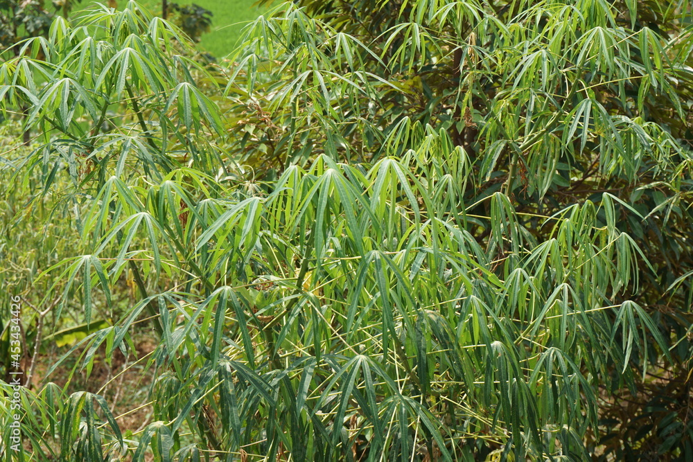 Cassava leave son the tree. Indonesian call it singkong Stock Photo ...
