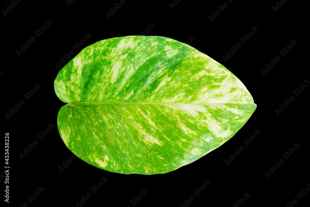 Leaf of epipremnum aureum purify air, houseplant, golden pothos, vining ...