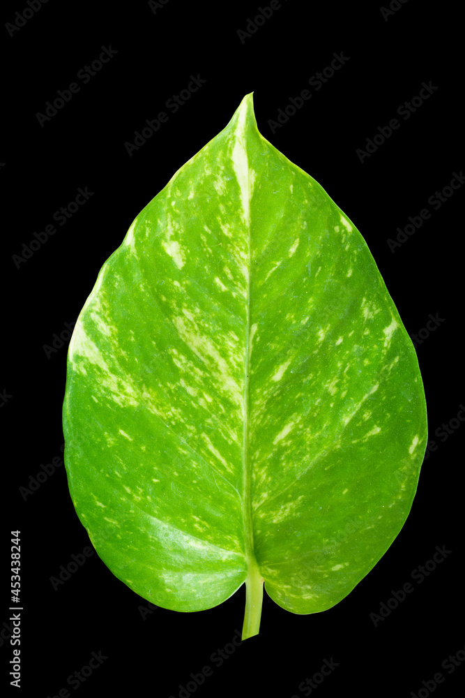 Leaf of epipremnum aureum purify air, houseplant, golden pothos, vining ...