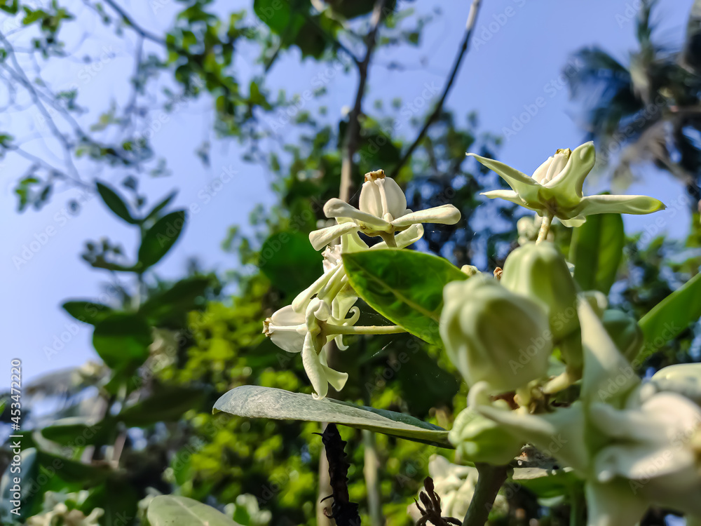 Calotropis gigantea, the crown flower, is a species of Calotropis ...