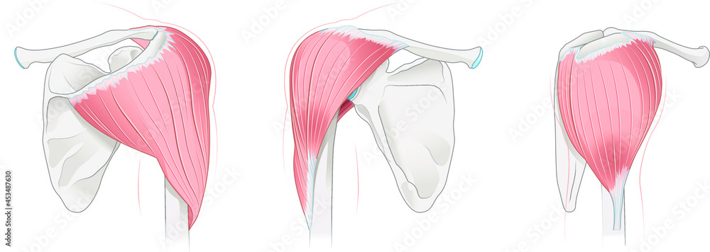 Shoulder anatomy. Delta muscles. Vector illustration Stock-Vektorgrafik ...