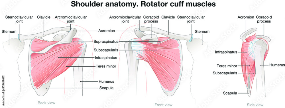 Shoulder anatomy. Rotator cuff muscles. Labeled vector illustration ...