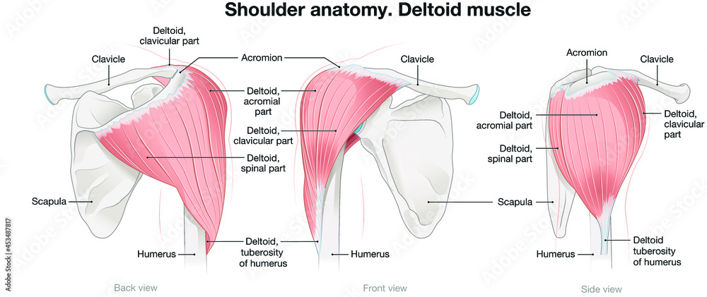 Human Shoulder Muscle Diagram Muscle Diagram