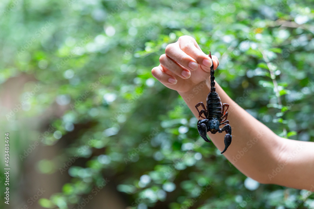 selective focus A large black scorpion in teenage boy's hand holding ...