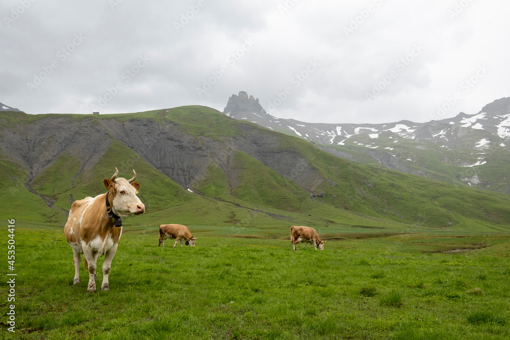 Simmentaler Kühe auf der Alpweide Stock Photo | Adobe Stock