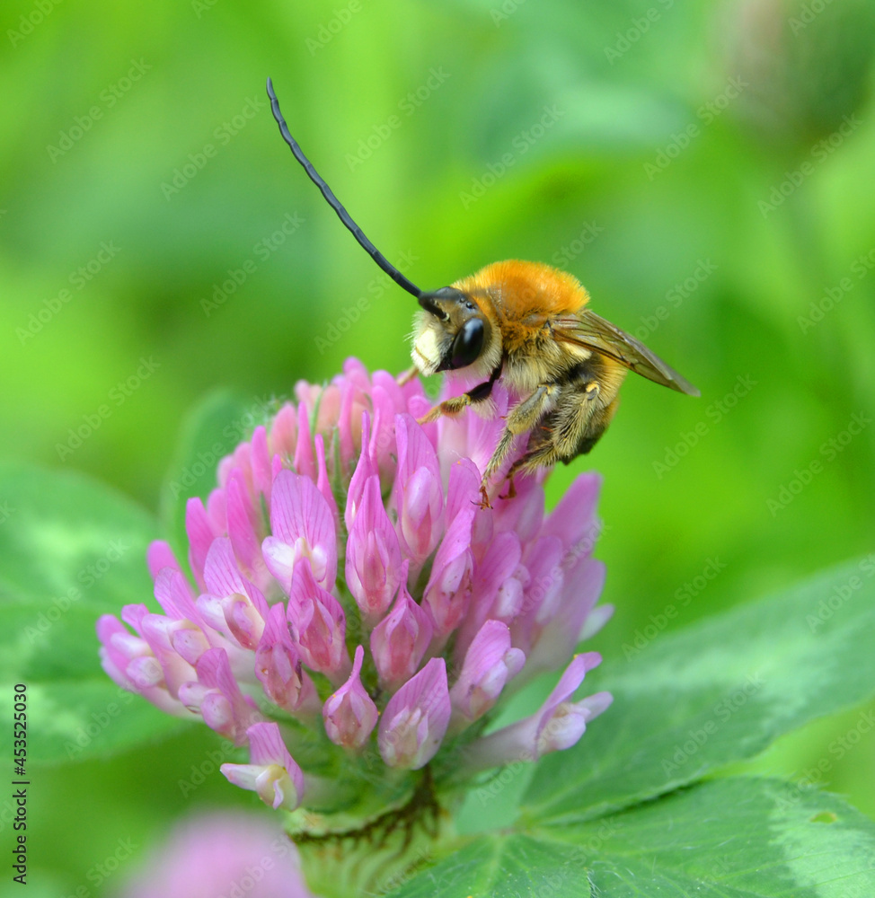 Eucera longicornis is a species of bee in the family Apidae, subfamily ...
