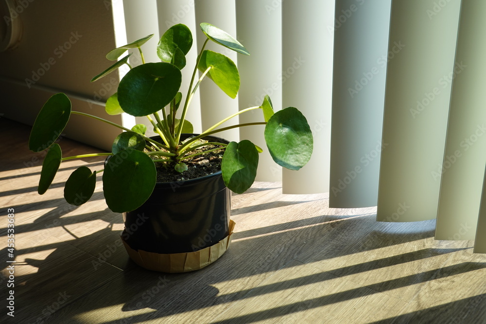 Pilea peperomioides, The Chinese money plant or missionary plant, is an ...