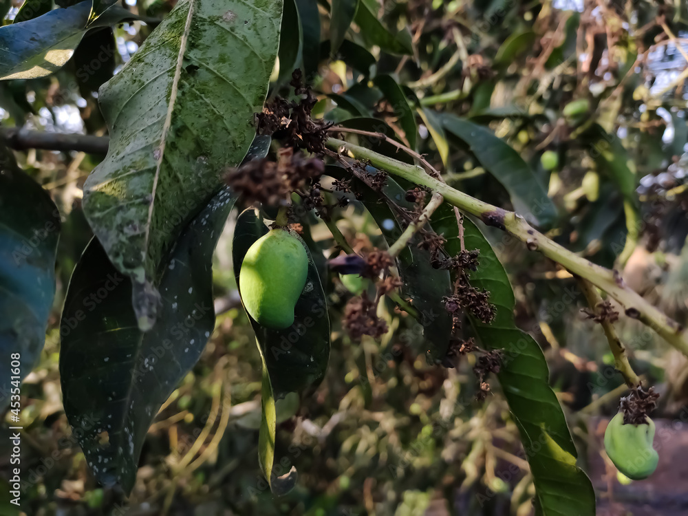 A mango is an edible stone fruit produced by the tropical tree ...