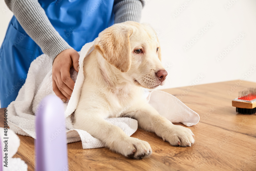 Female groomer wiping dog's hair after washing in salon Stock Photo ...