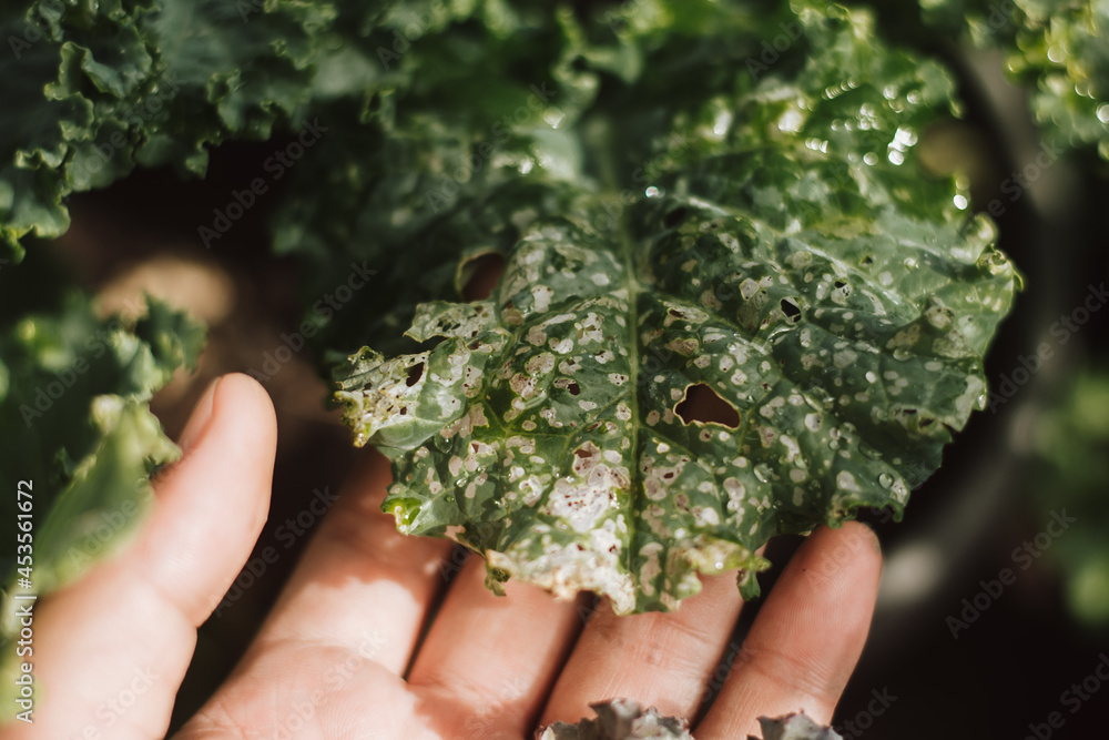 Plant leaves damaged by fungus disease or insects pests. Organic ...