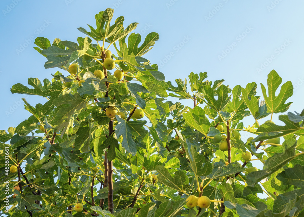 Branches of fig tree ( Ficus carica ) with green leaves and fruit ...