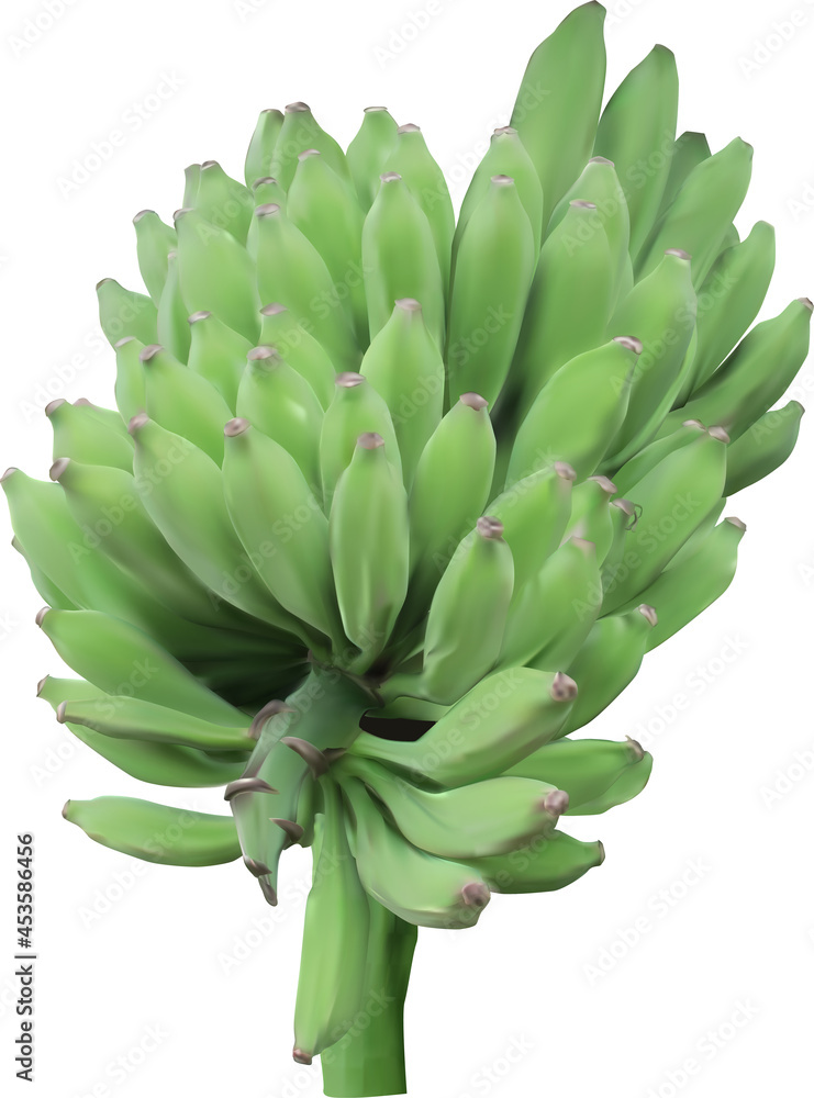green banana bunch isolated on white Stock Vector | Adobe Stock