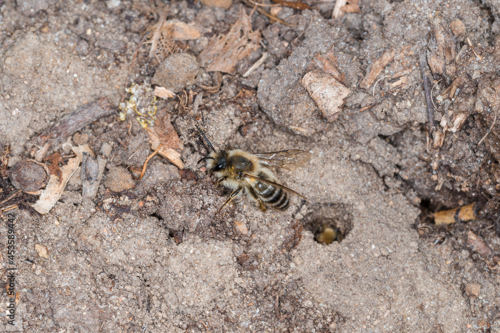 Erdbienen Weibchen und Männchen am Boden bei der Fortpflanzung und ...