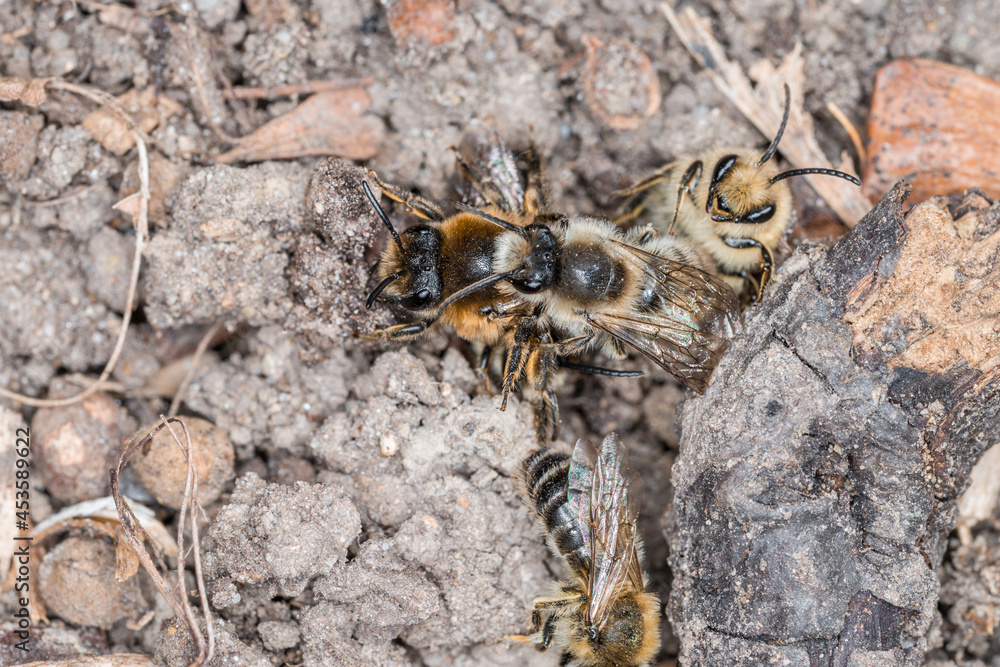 Erdbienen Weibchen und Männchen am Boden bei der Fortpflanzung und ...