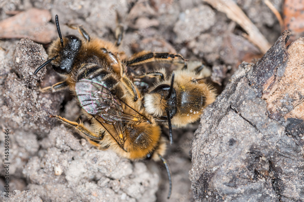 Erdbienen Weibchen und Männchen am Boden bei der Fortpflanzung und ...