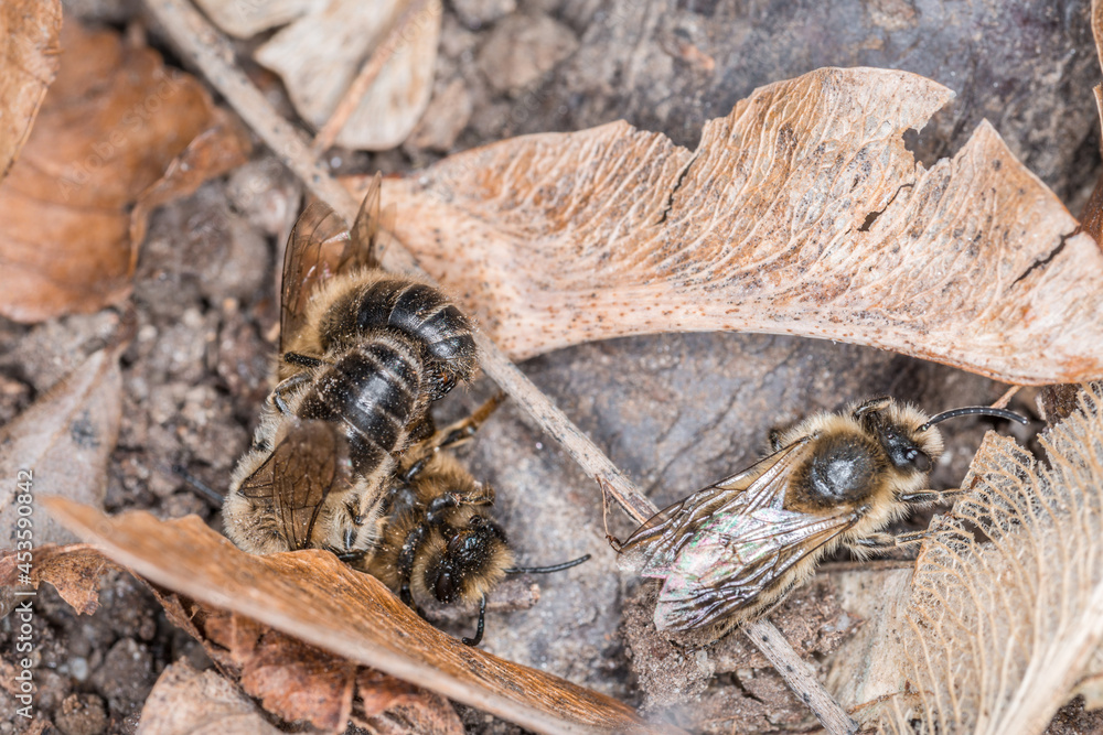 Erdbienen Weibchen und Männchen am Boden bei der Fortpflanzung und ...