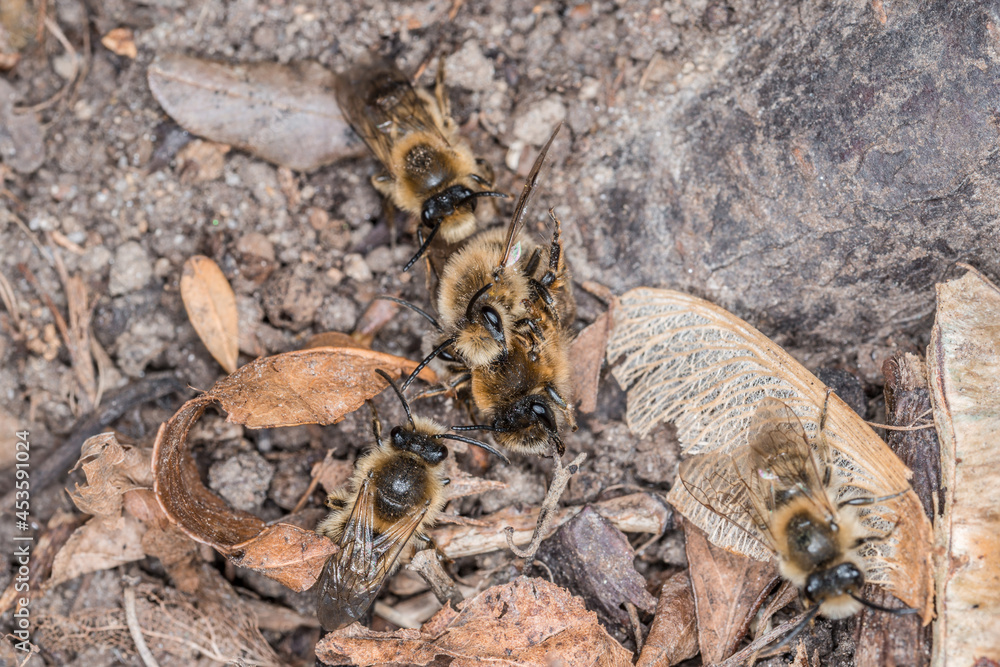 Erdbienen Weibchen und Männchen am Boden bei der Fortpflanzung und ...