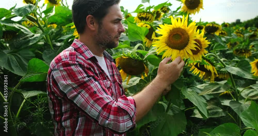 male farmer examining sunflowers in the middle of a sunflower field ...