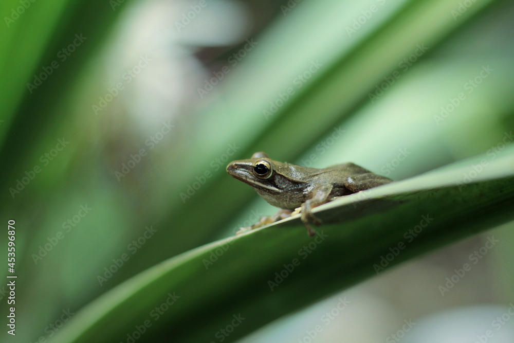 Java flying frog or Javan tree frog, is a species of frog endemic to ...