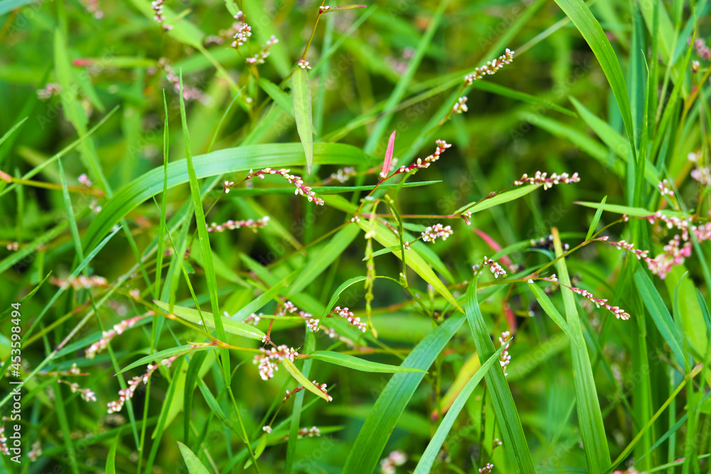Polygonum hydropiper pink flowers. Water pepper, knotweed or smartweed ...