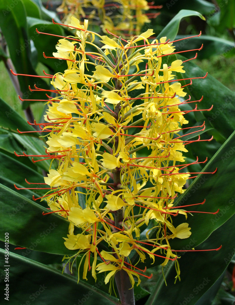 Hedychium Gardnerianum flower fully blooms looks mesmerizing at ...