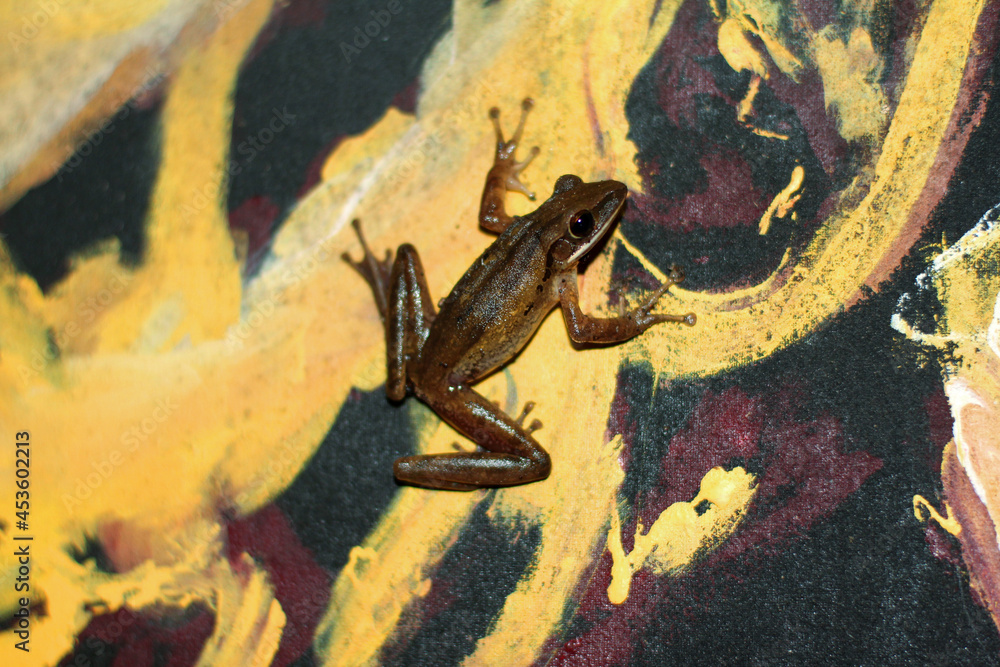 Java flying frog or Javan tree frog, is a species of frog endemic to ...