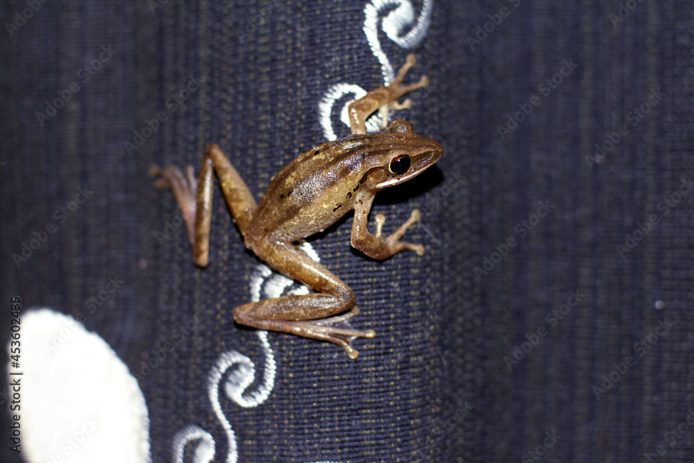 Java flying frog or Javan tree frog, is a species of frog endemic to ...