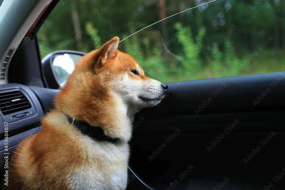 Shiba inu dog is sitting in the car. The dog sits sideways in profile ...